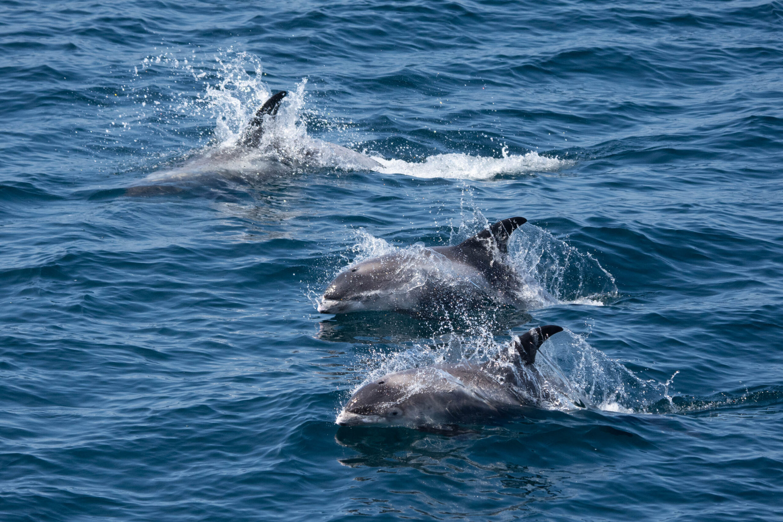 ORCA | Deep Dive: Marine Mammals of the Arctic Ocean - ORCA